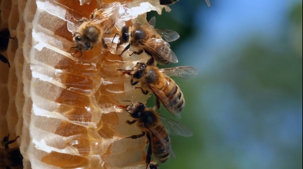 Buy Pure Tualang Honey Online | Wild Malaysian Rainforest Honey – ApisLux